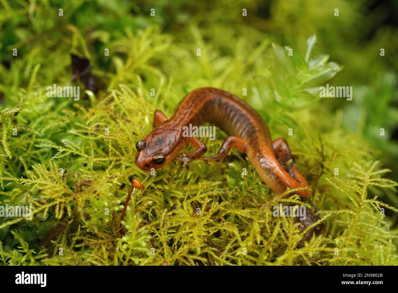 Natural closeup shot of the rare and endangered Van Dyk's salamander ...