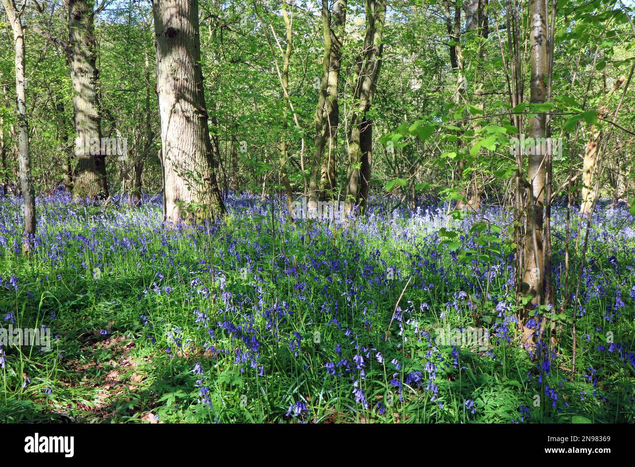 Beautiful spring forest bluebells flowers hi-res stock photography and ...