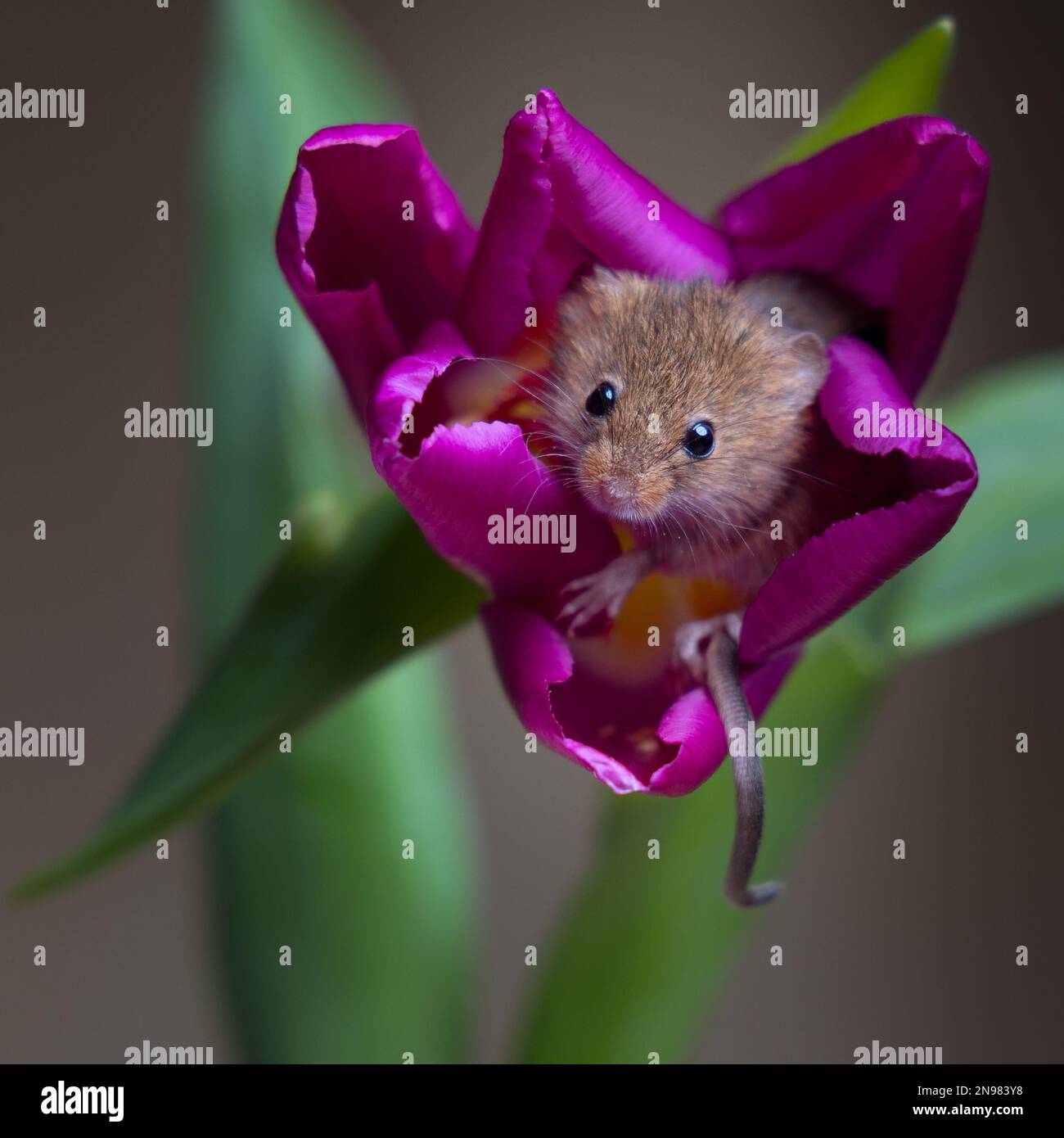 Harvest Mouse Micromys minutus Stock Photo - Alamy