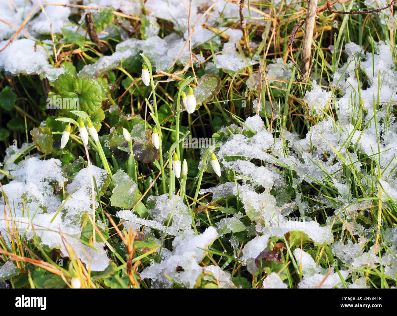 Galanthus nivalis snow hi-res stock photography and images - Alamy