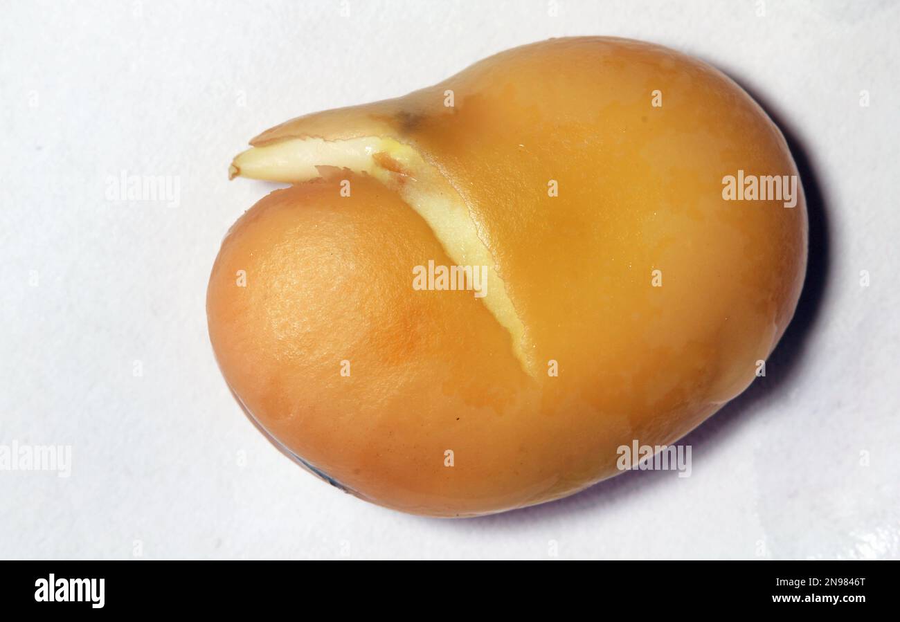 Close up of a single broad bean seed starting to produce shoots and ...