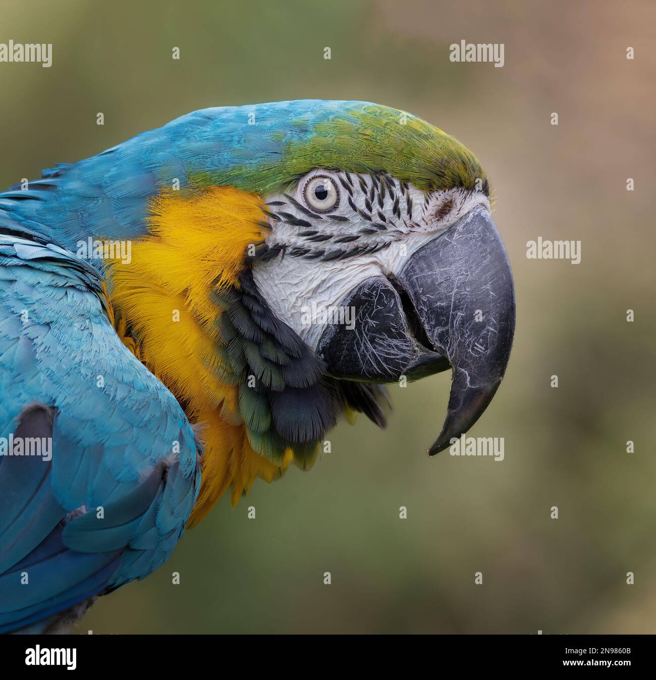 Blue and yellow macaw Ara ararauna Stock Photo - Alamy