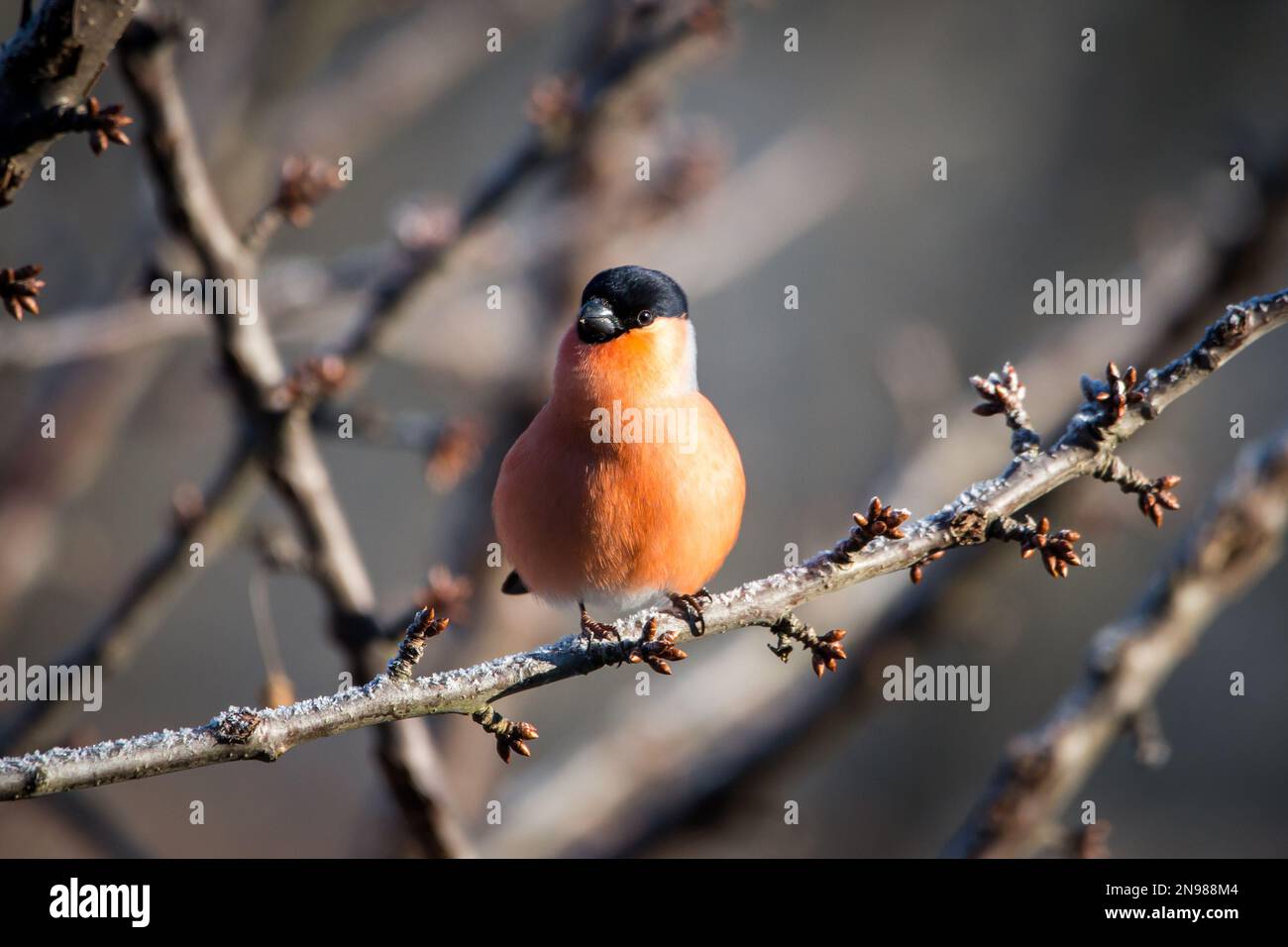 Northern bullfinch hi-res stock photography and images - Alamy