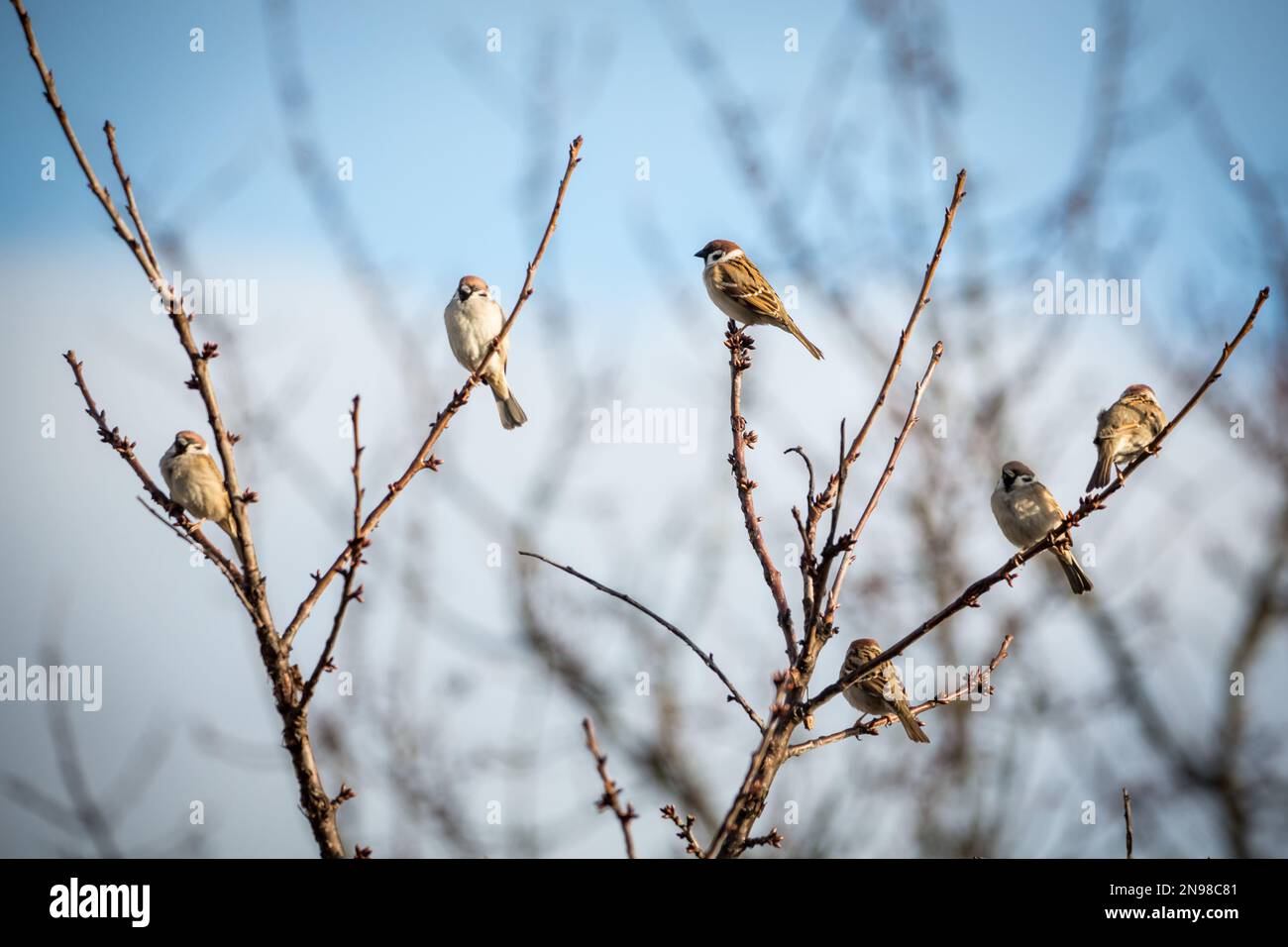 Group of sparrows hi-res stock photography and images - Alamy