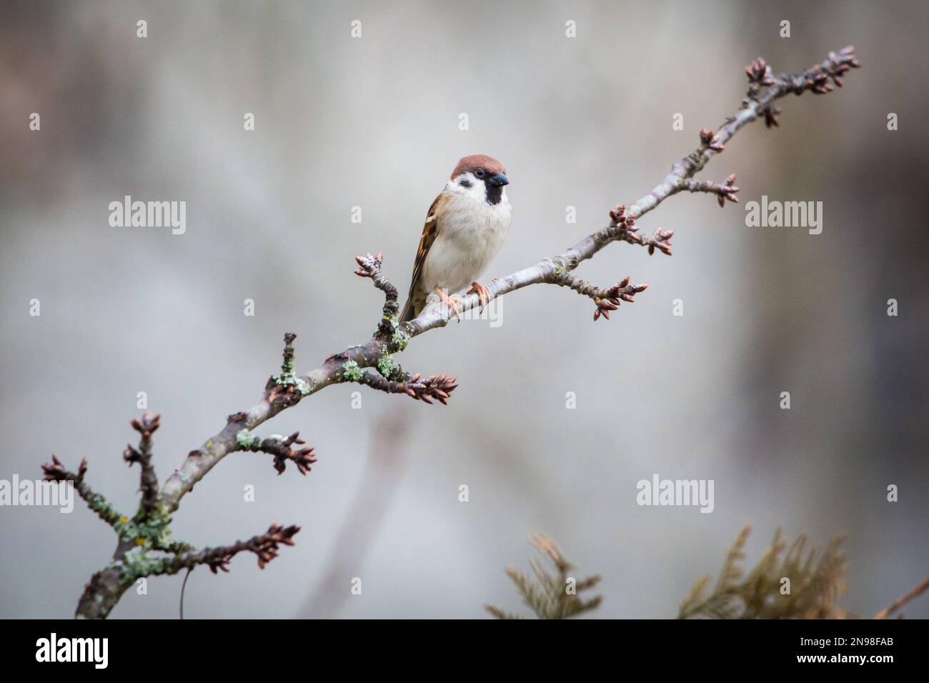Feldsperling passer montanus hi-res stock photography and images - Alamy