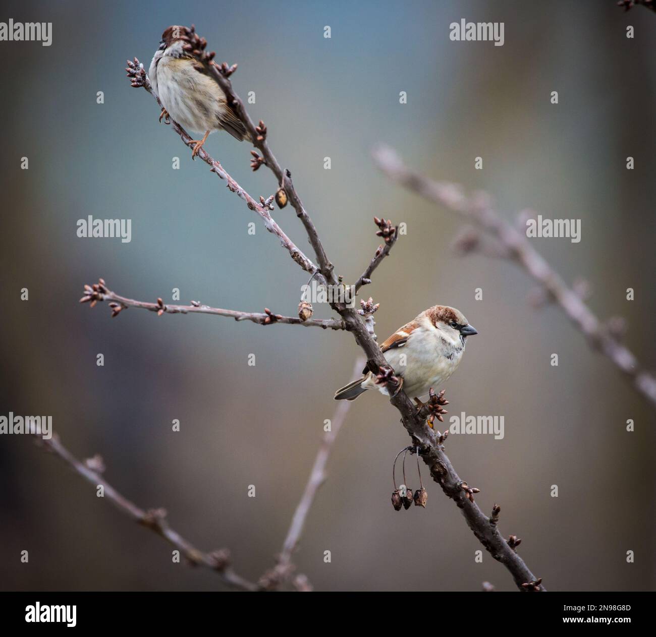 Two house sparrows hi-res stock photography and images - Alamy