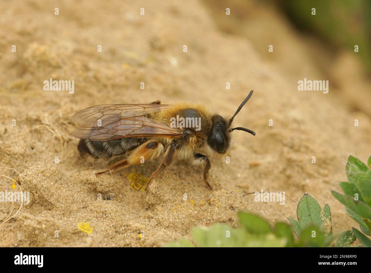 Natural closeup shot on a female gray-gastered mining bee, Andrena ...