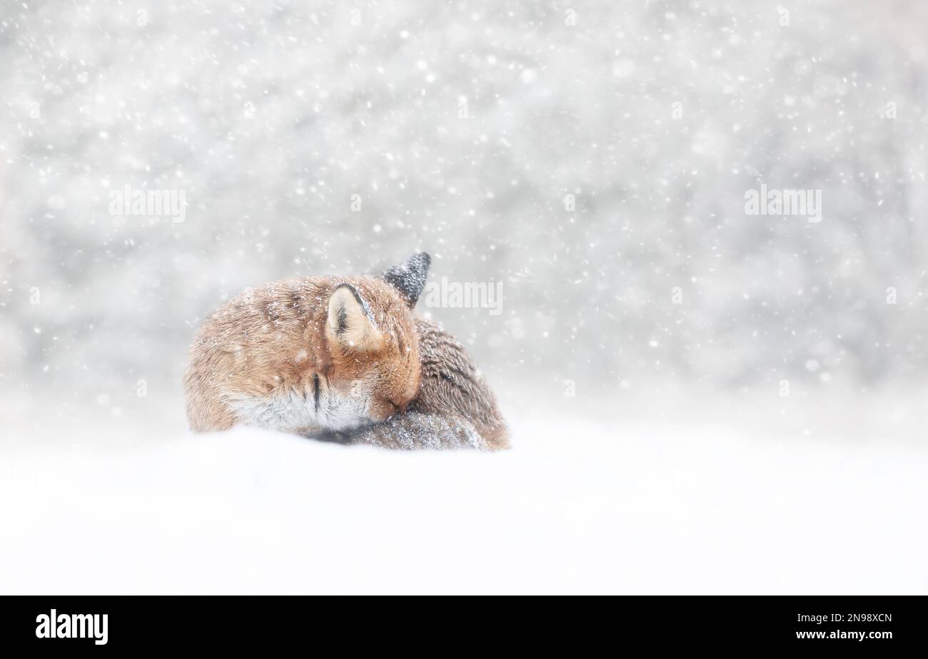 Close-up of a sleeping Red fox in the falling snow in winter, UK Stock ...