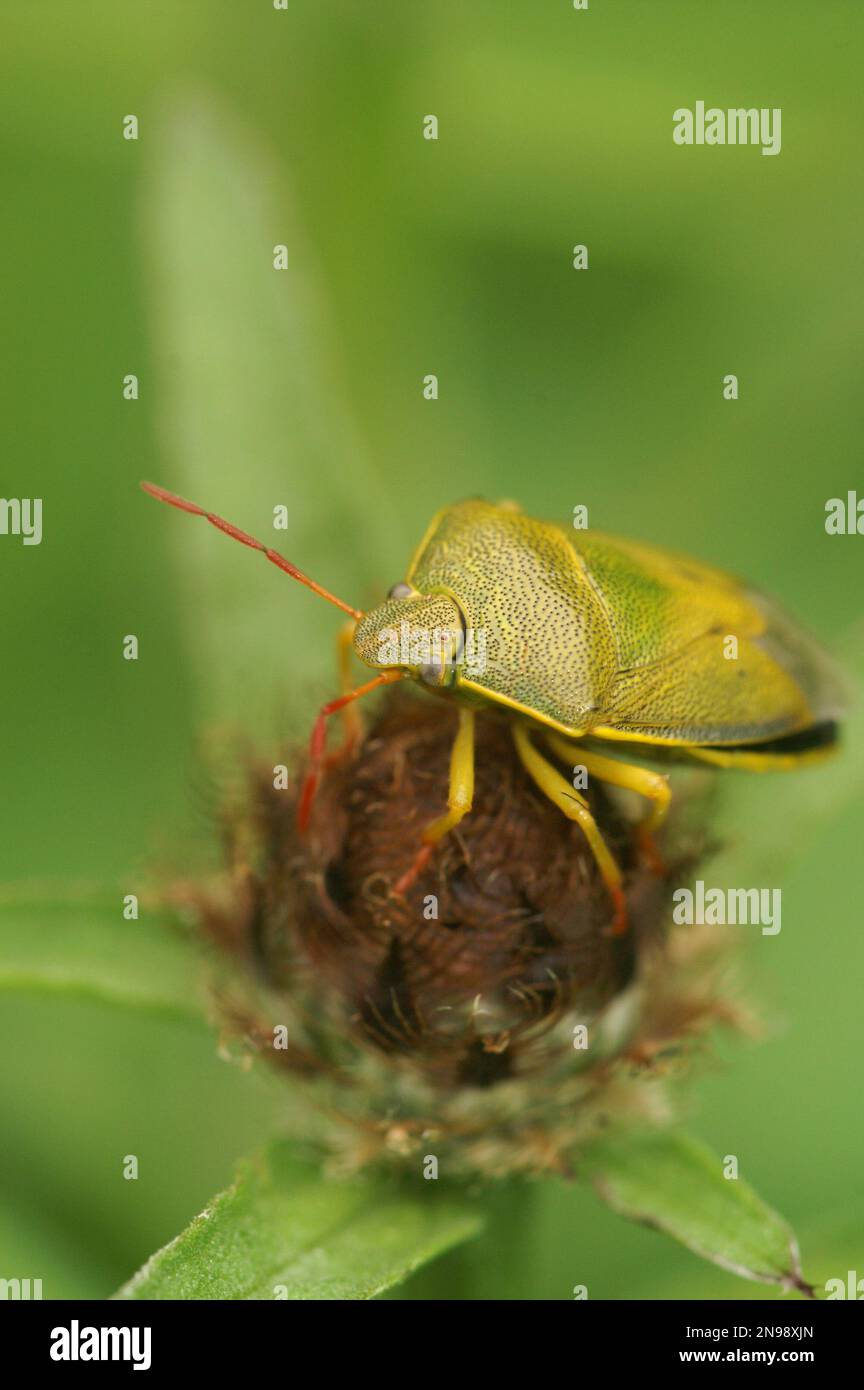 Detailed closeup on a colorful adult gorse shield bug,Piezodorus ...