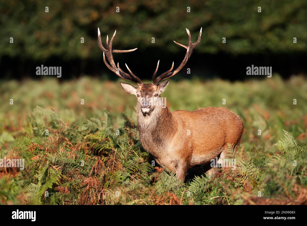 Red deer standing in bracken, autumn in UK Stock Photo - Alamy