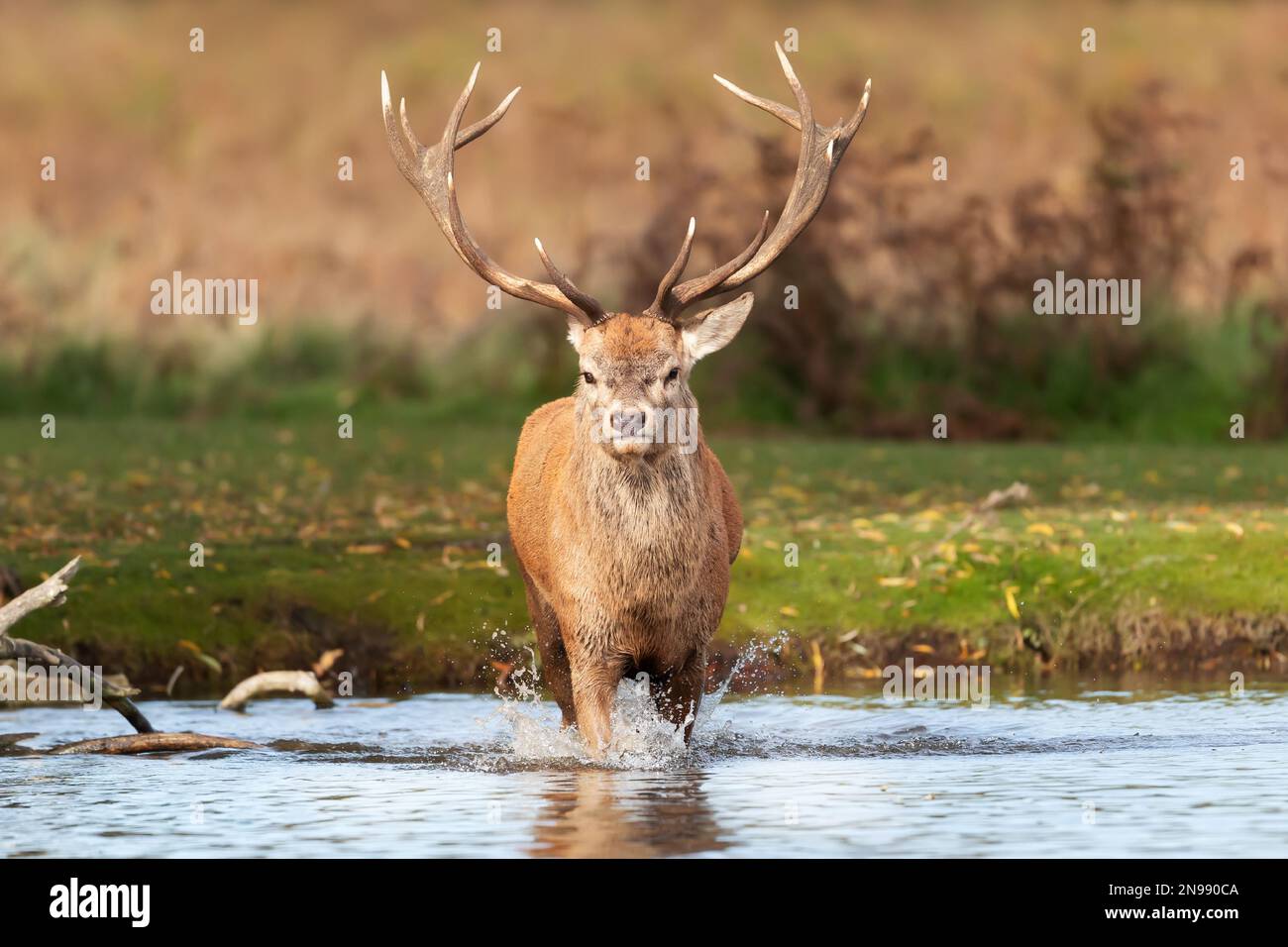 Close-up of a Red deer stag crossing a pond during rutting season in ...
