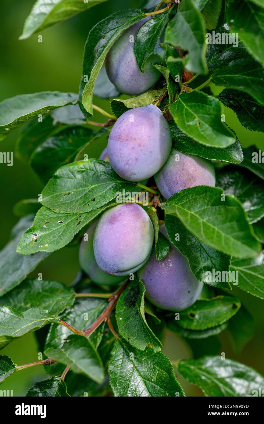 Ripe Plums (Prunus domestica) hanging on the tree, near Buehl, Rastatt ...