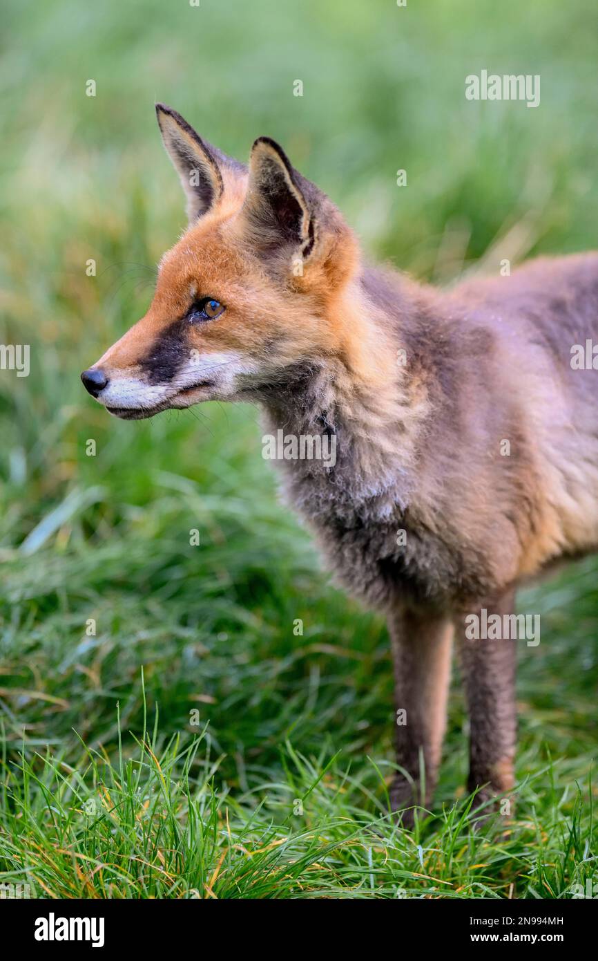 Red fox (Vulpes vulpes), portrait, captive, Rhodes, Departement Moselle ...