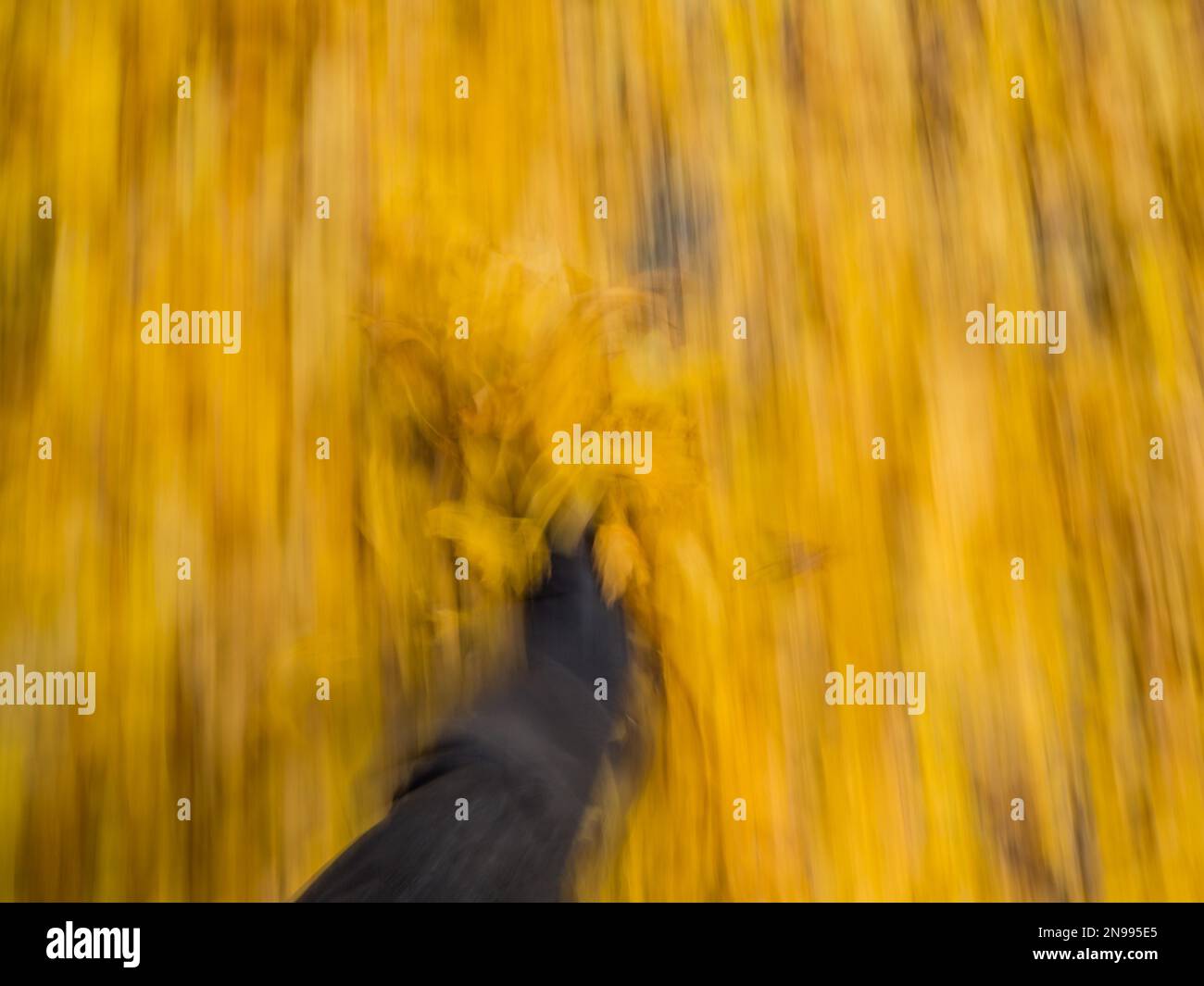 Quick rustling hi-res stock photography and images - Alamy