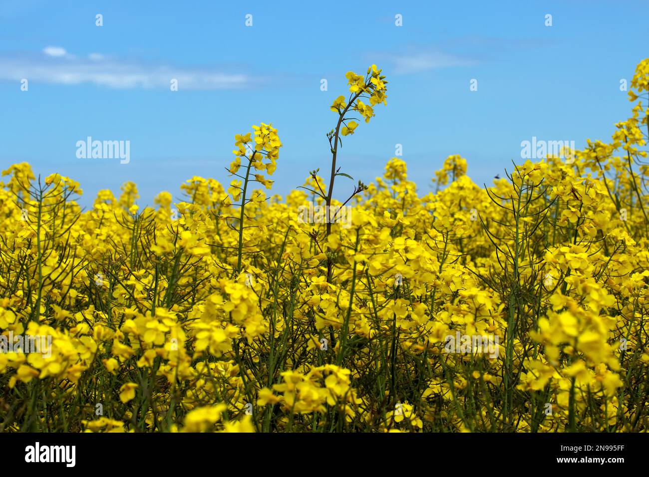 Rape in the Geltinger Bay, Germany - Rape in the Geltinger Bay, Germany ...