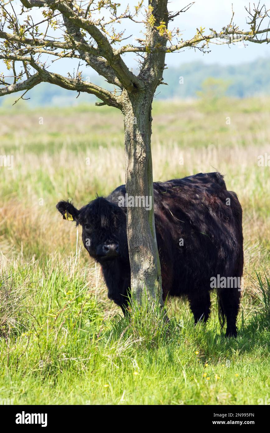 Cattle in the Geltinger Bay, Germany - Cow in the Geltinger Bay ...