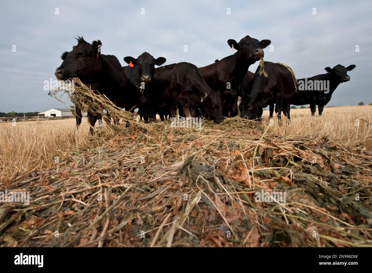 WALKER, MO - AUGUST 9: Cows feed on a bale of soybeans. Brent Gundy ...