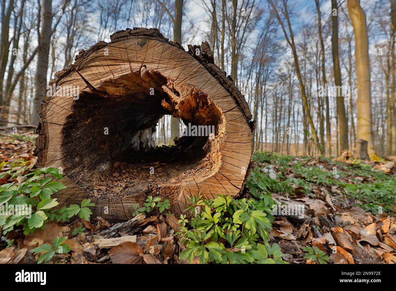 Hollow tree trunk in the forest Stock Photo - Alamy