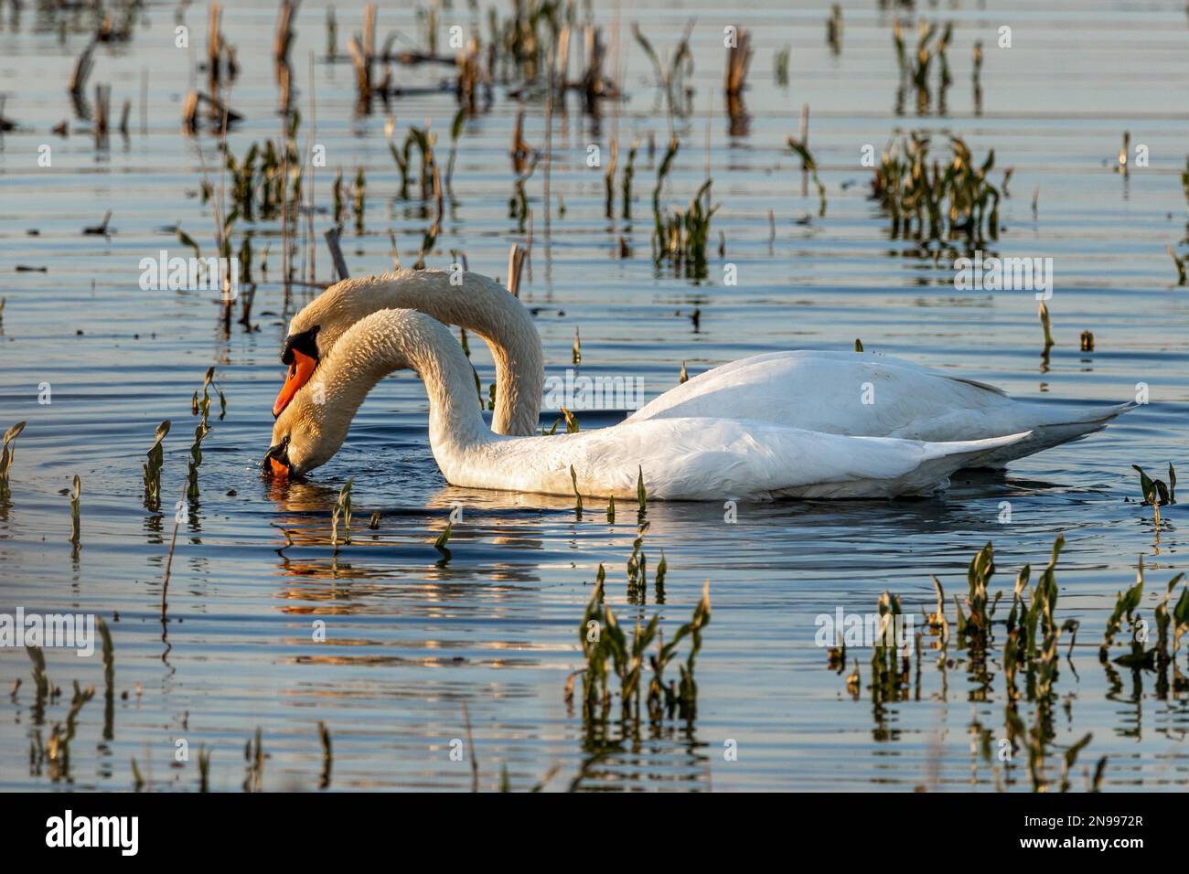 Bird Watching Stand Frose Swa Swans Stock Photo - Alamy