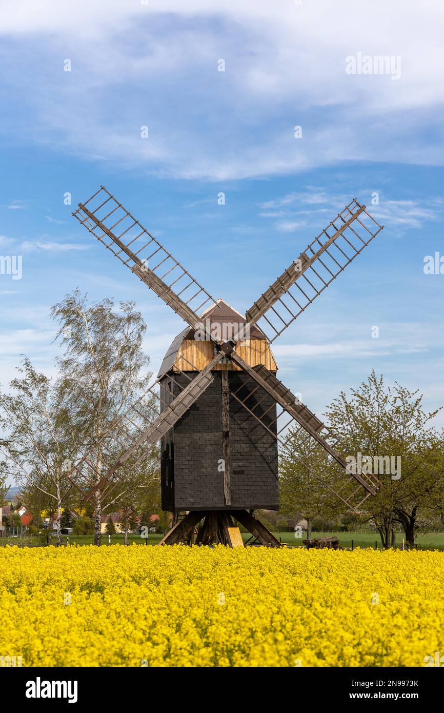 Windmill Sargstedt in the Huy Stock Photo - Alamy