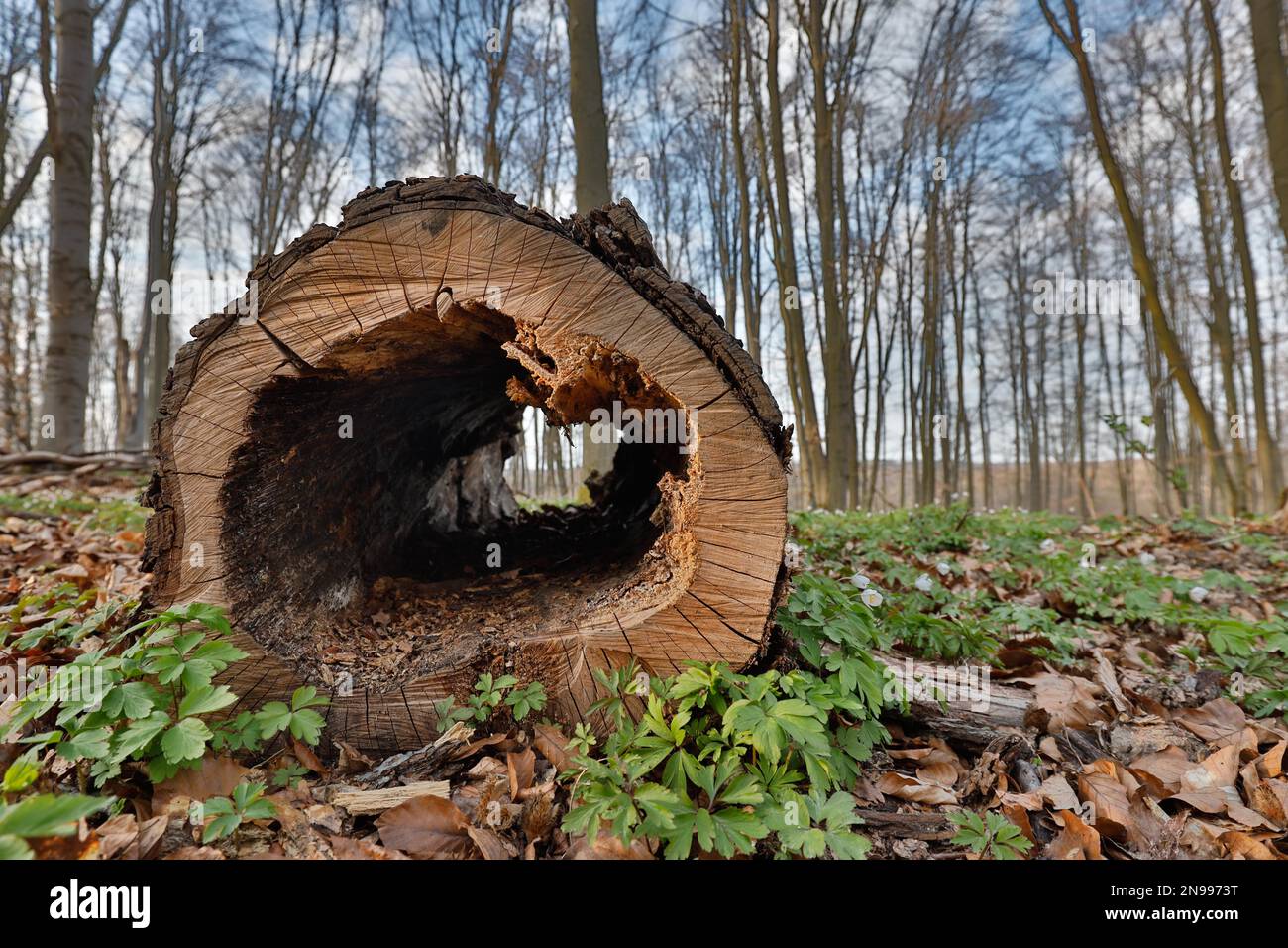 Hollow soil hi-res stock photography and images - Alamy