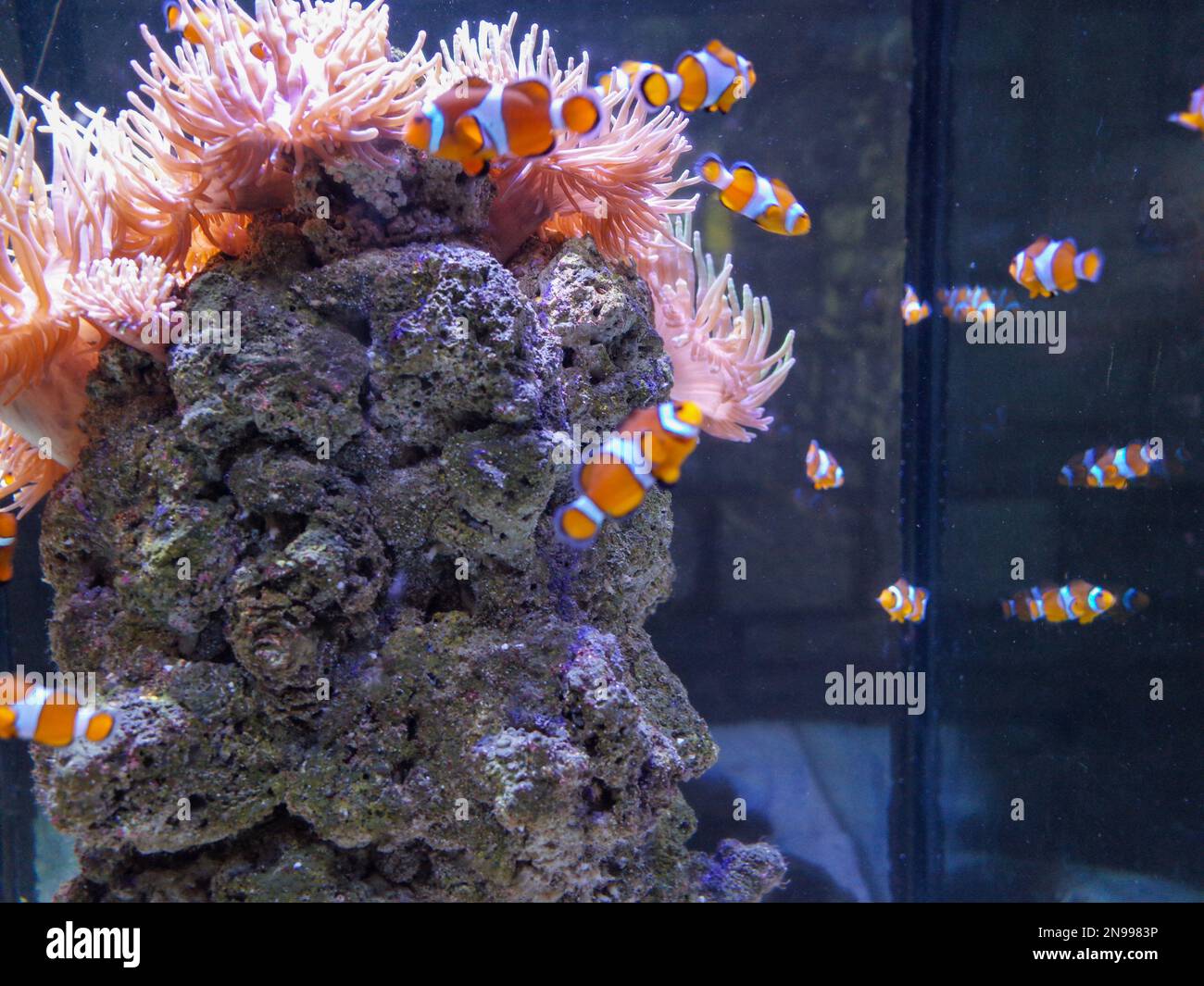 Clownfish in aquarium Stock Photo - Alamy