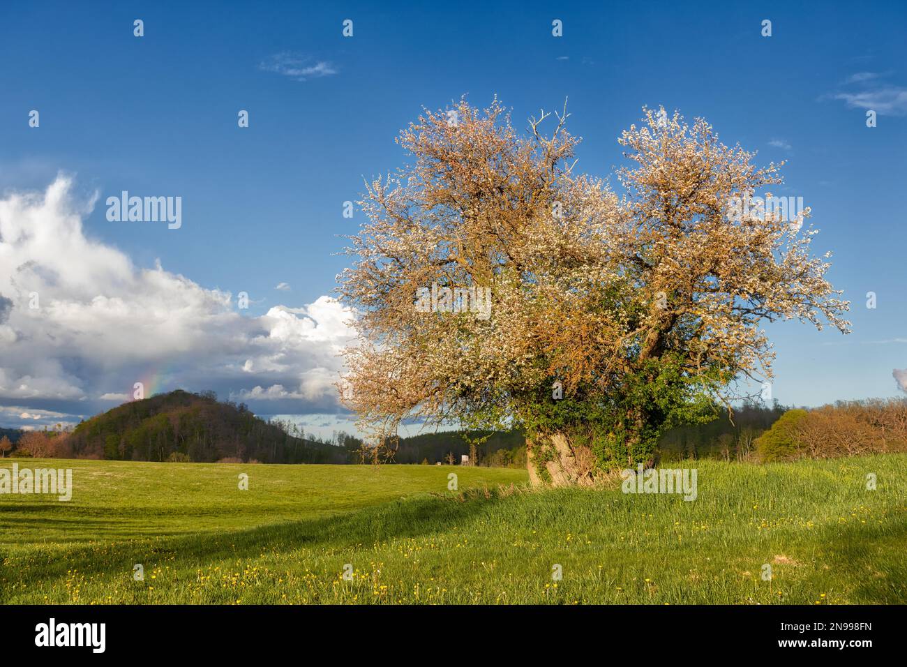 Selketal harz single standing wild apple tree with rainbow Stock Photo ...