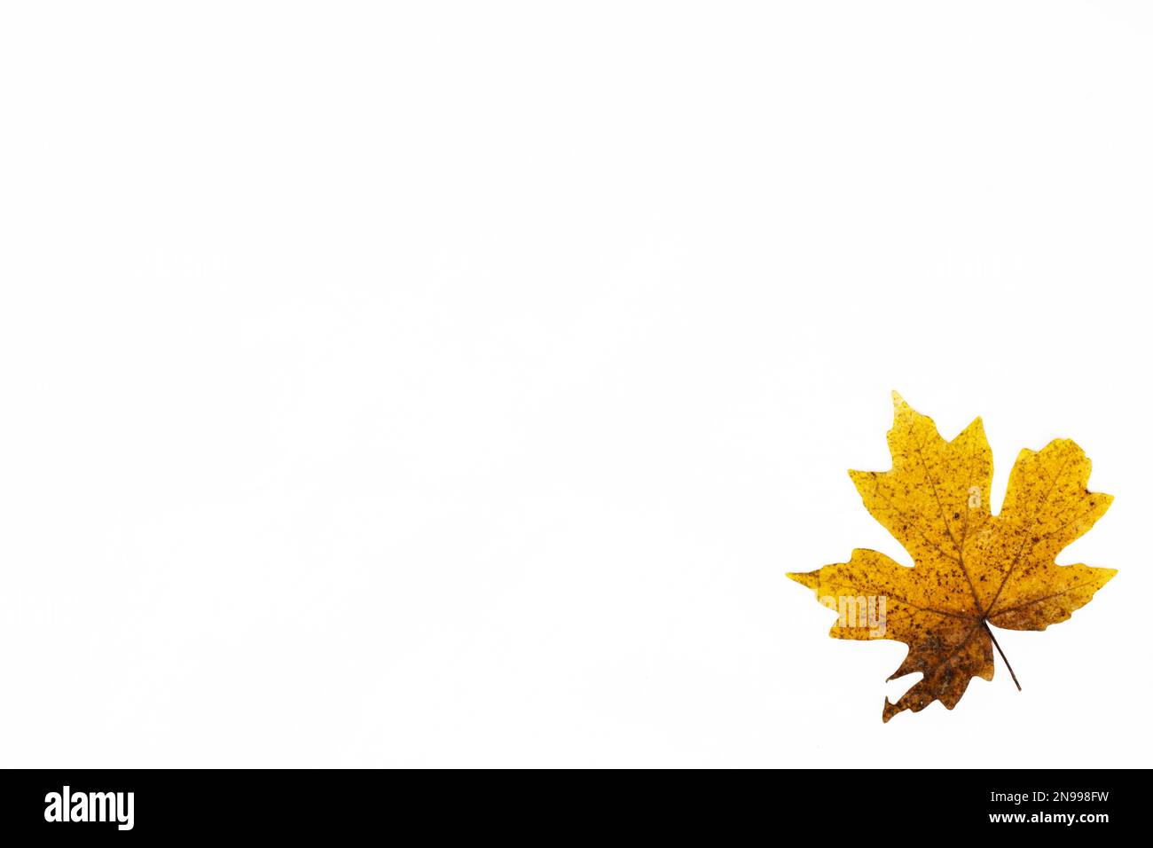 Maple leave isolated on white background. Top view, copy space, flat ...