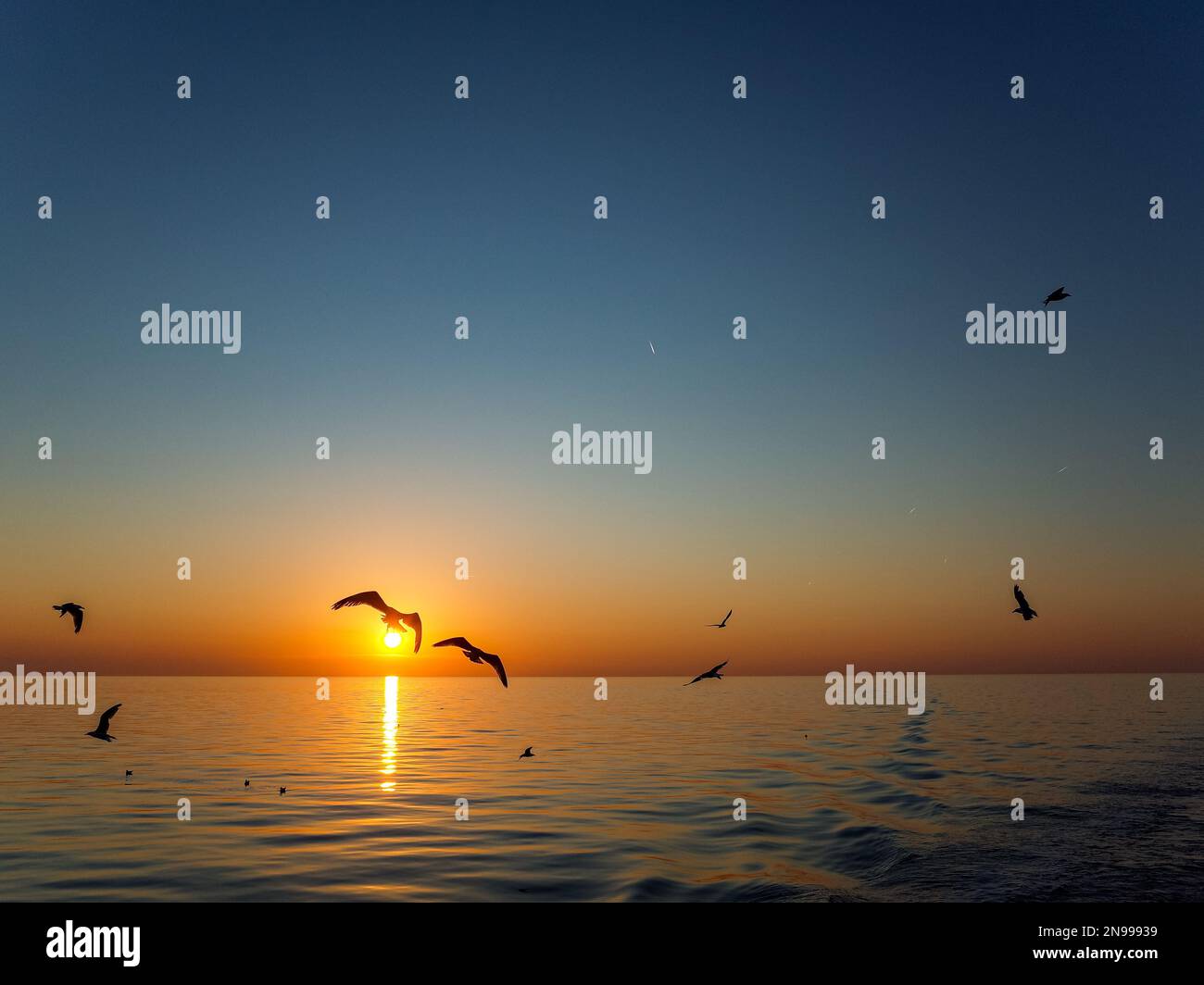 Birds flying in sunset Stock Photo - Alamy