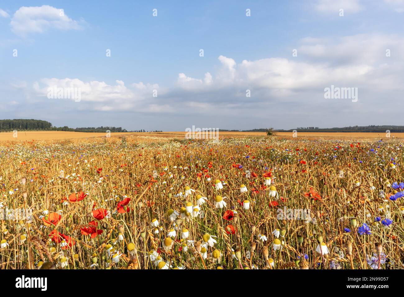 Rye landscapes hi-res stock photography and images - Alamy