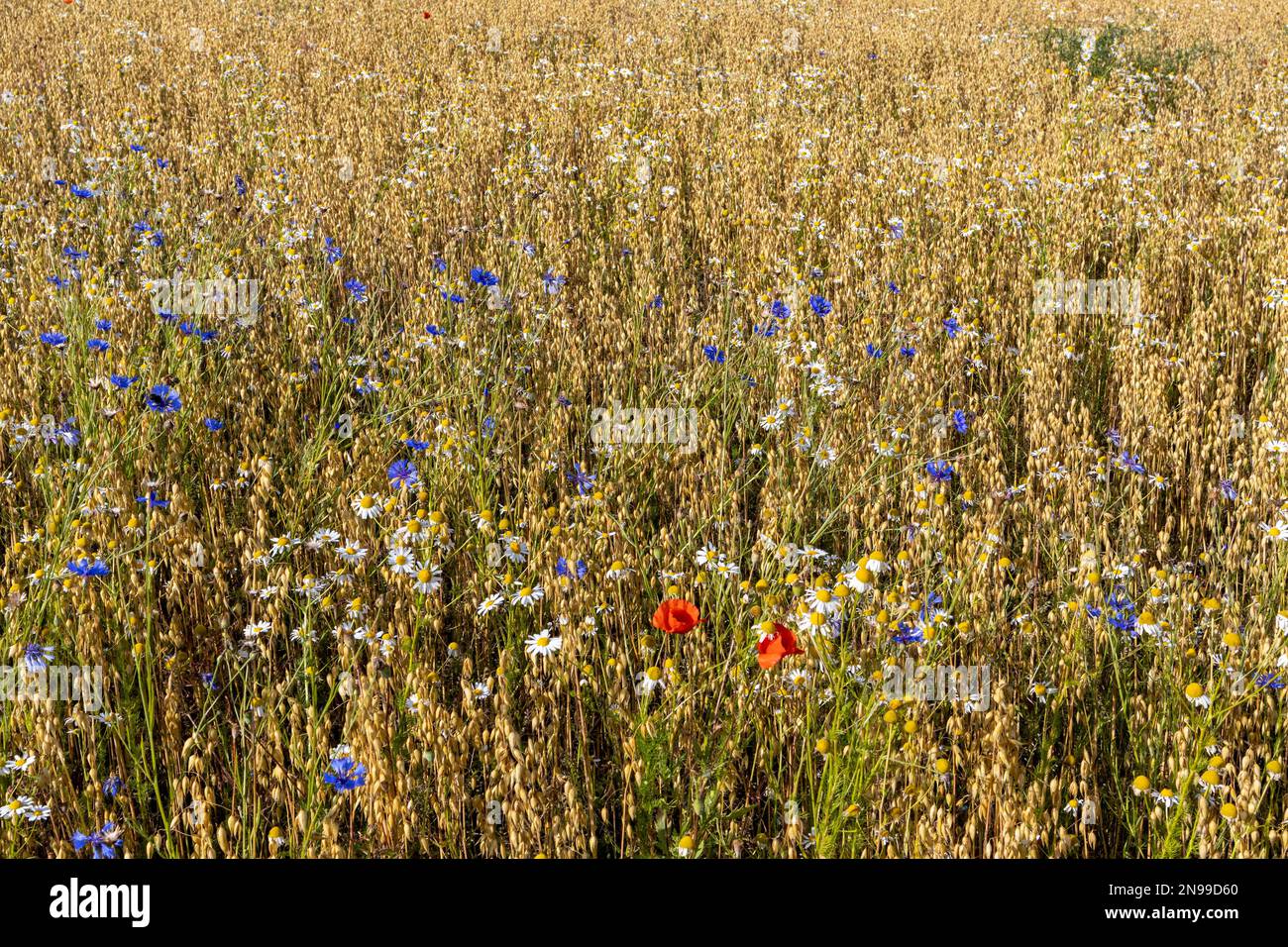 Flowering fields and landscapes Stock Photo - Alamy