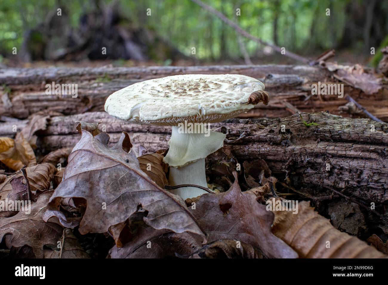Fruits of the forest yellow button mushroom Stock Photo - Alamy