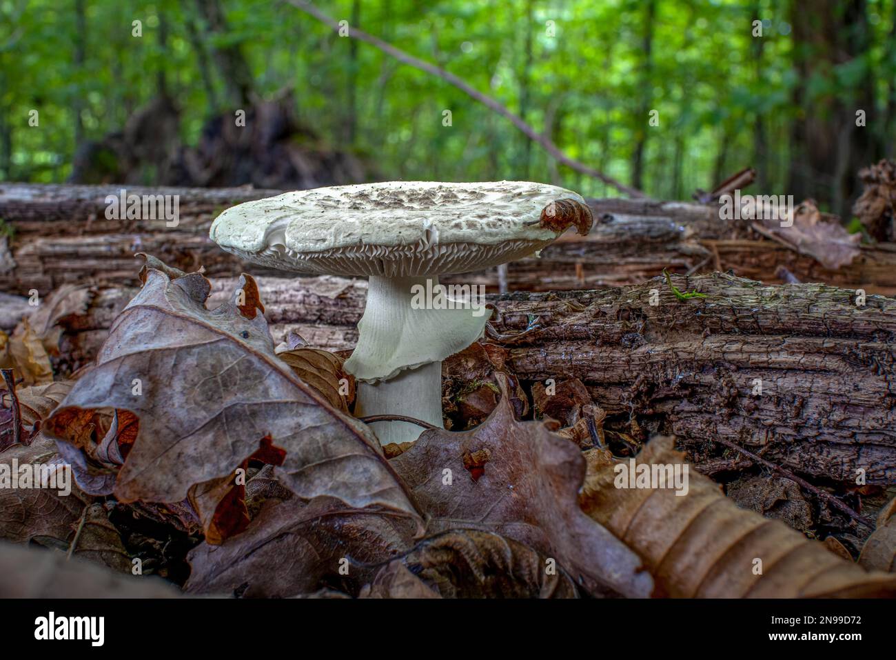 Fruits of the forest yellow button mushroom Stock Photo - Alamy
