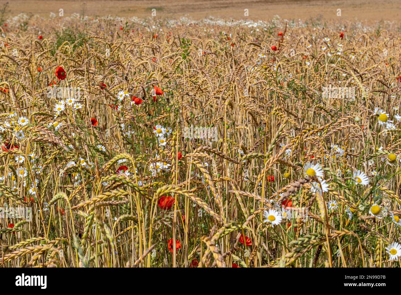 Flowering fields and landscapes Stock Photo - Alamy