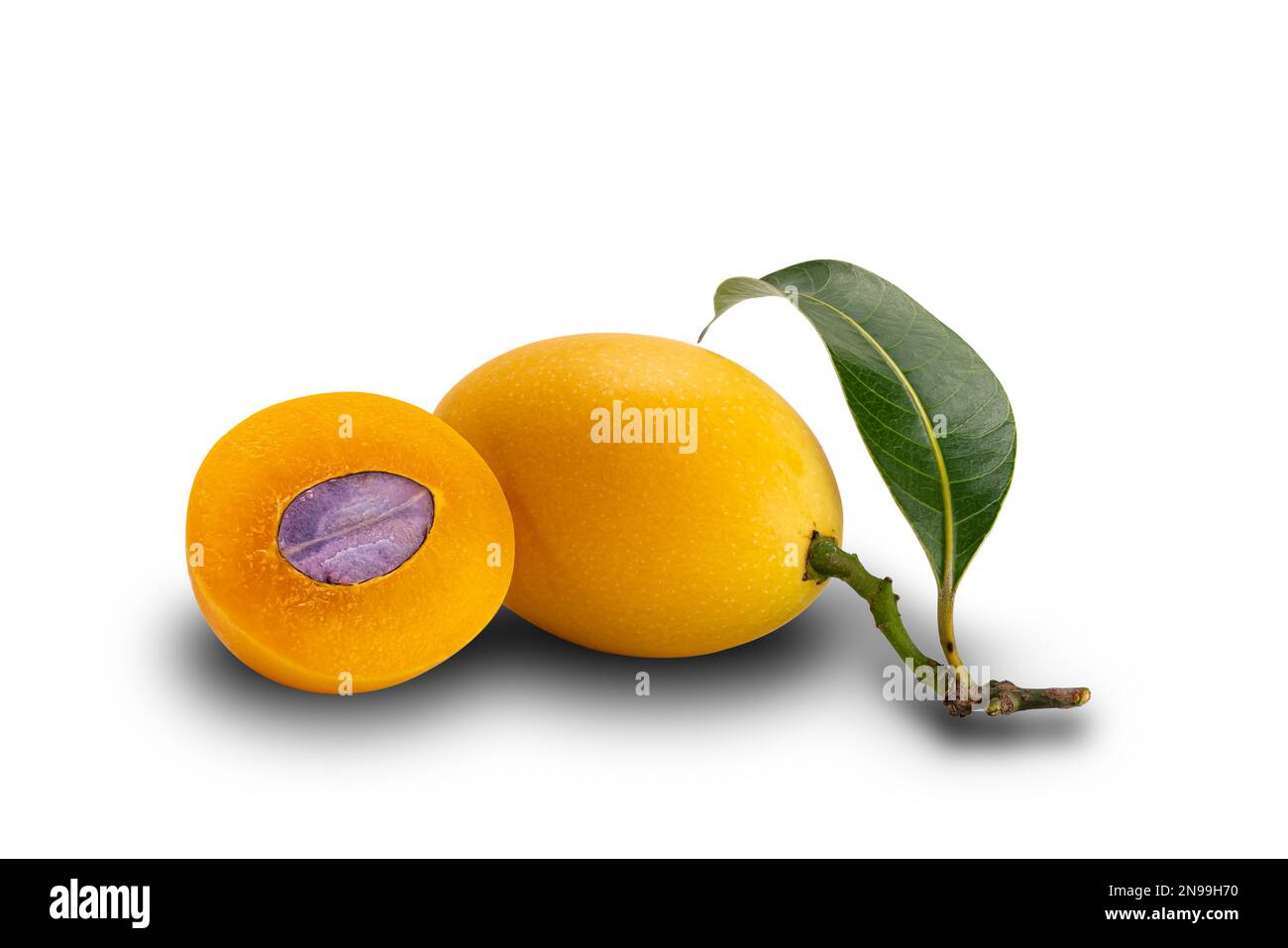 Freshly harvest Marian Plum fruit a whole and a half with leaf on white ...