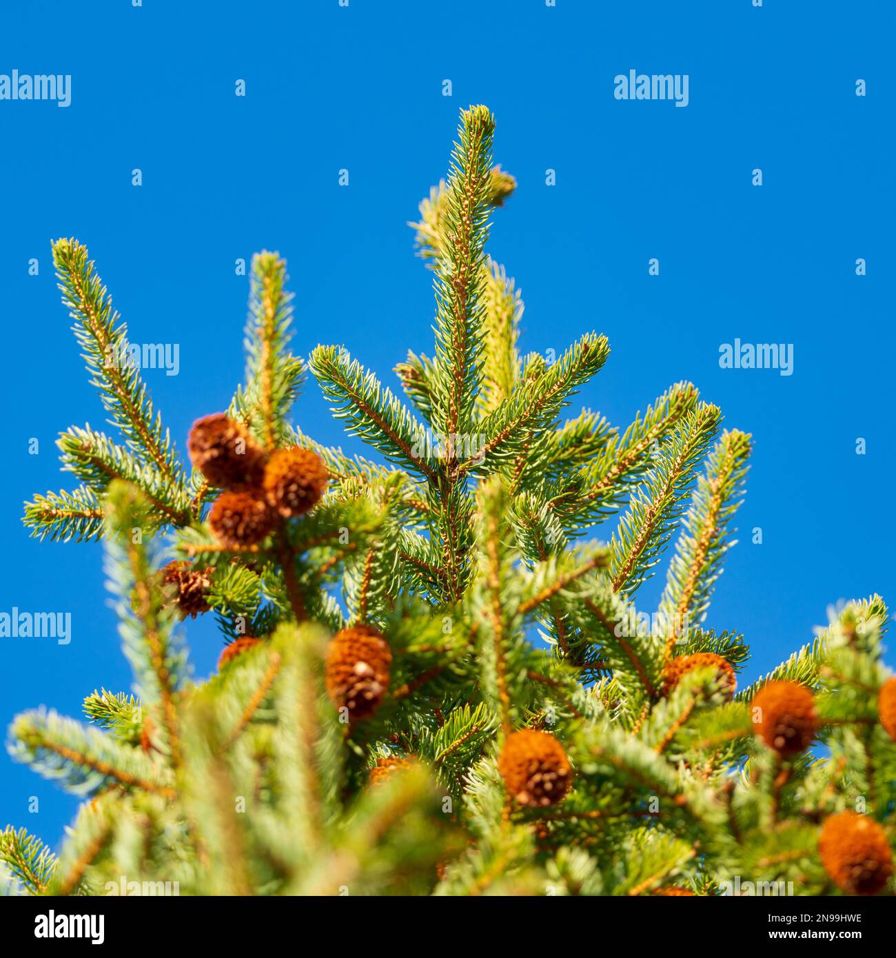 Prickly cedar hi-res stock photography and images - Alamy