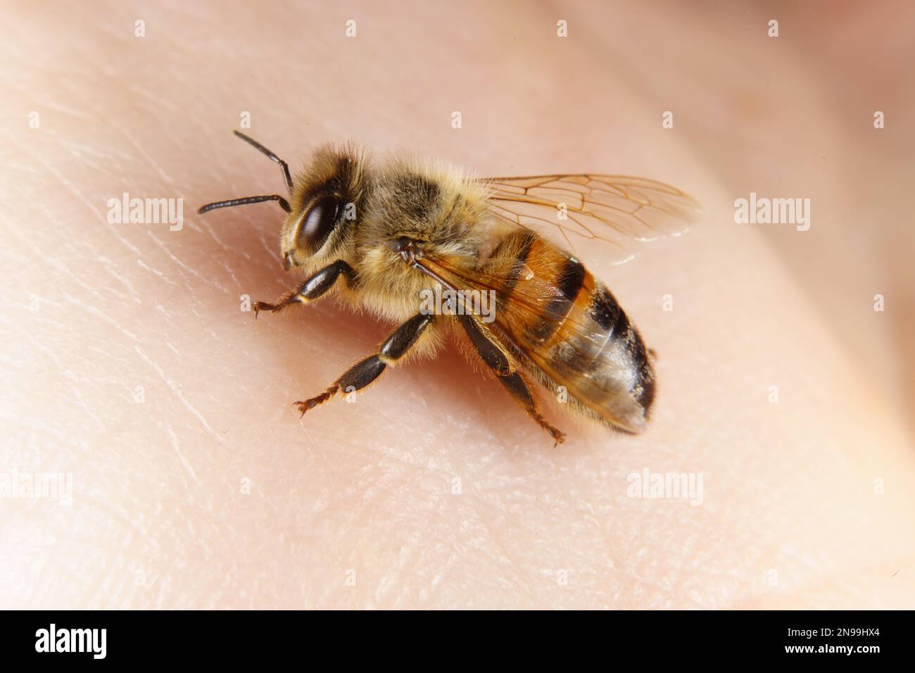 Hand pollination hi-res stock photography and images - Alamy