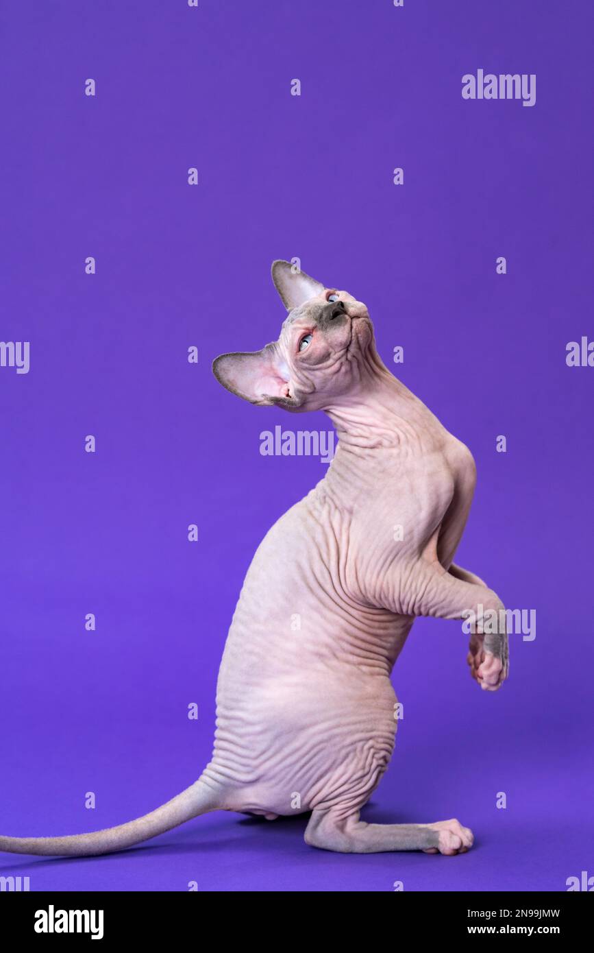 Portrait of Sphynx Hairless Cat of color blue mink and white sitting on ...