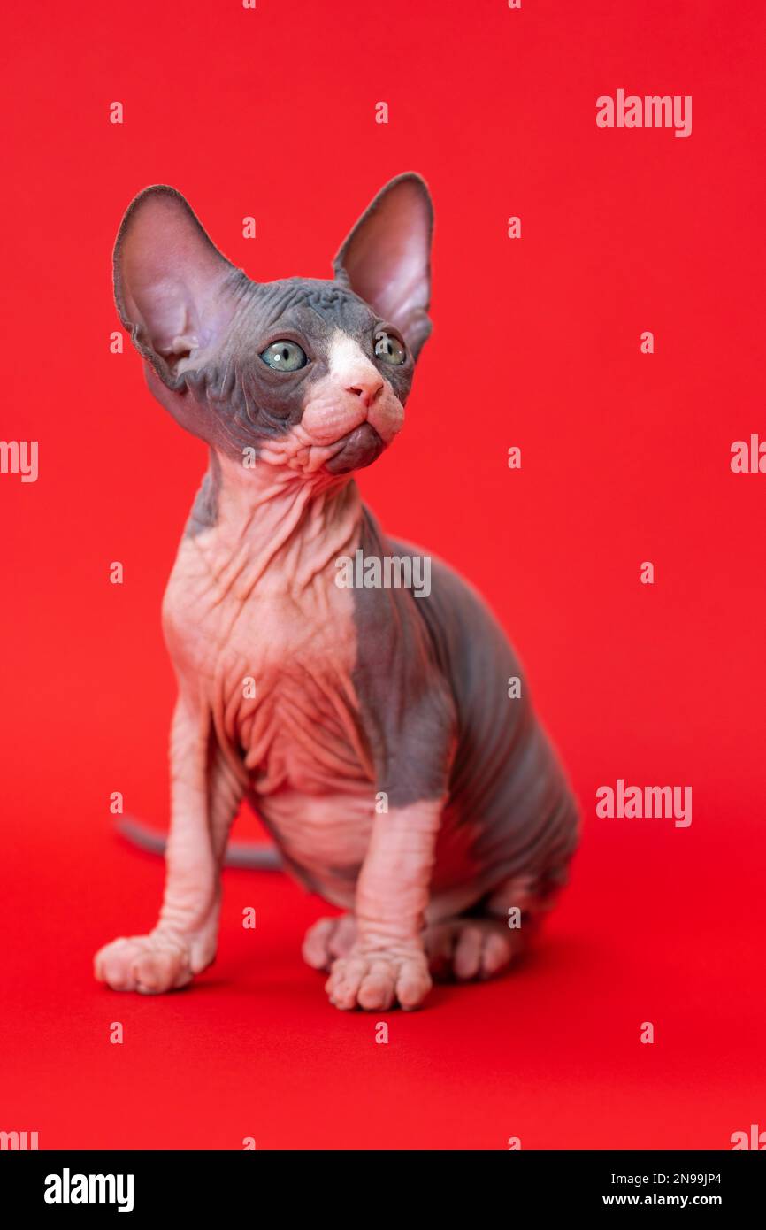 Portrait of 7 weeks old blue and white Canadian Sphynx Cat sitting on ...