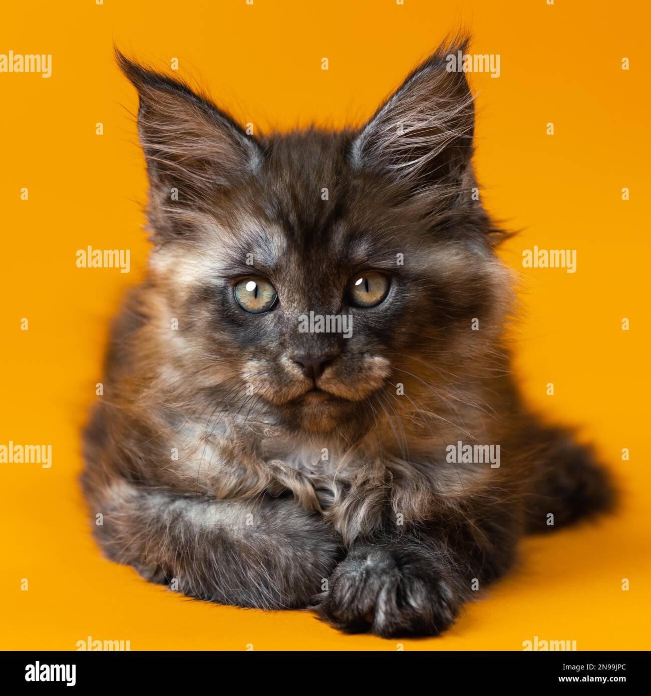 Maine female cat hi-res stock photography and images - Alamy