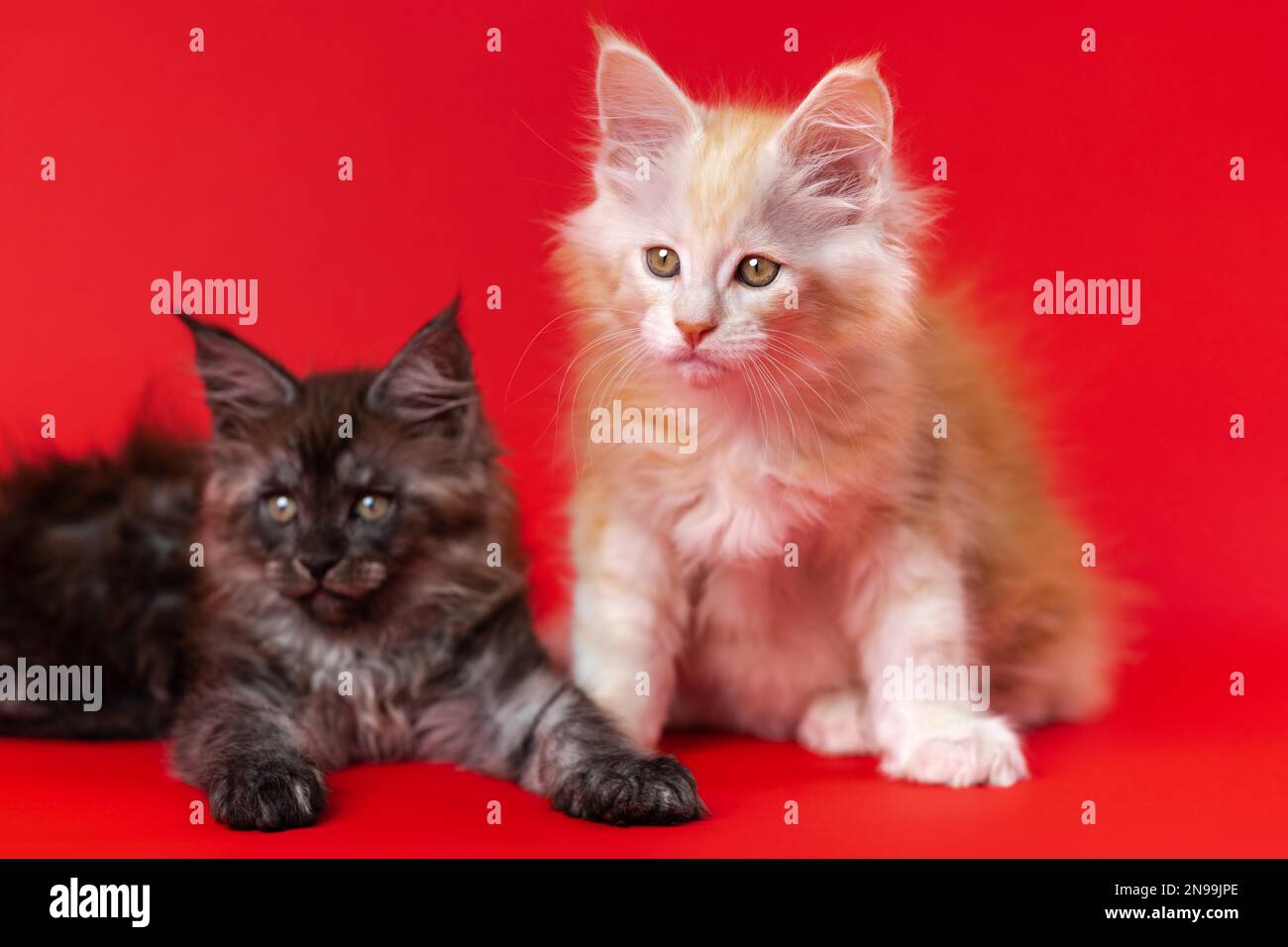 Portrait of American Forest kittens on red background: male black smoke ...