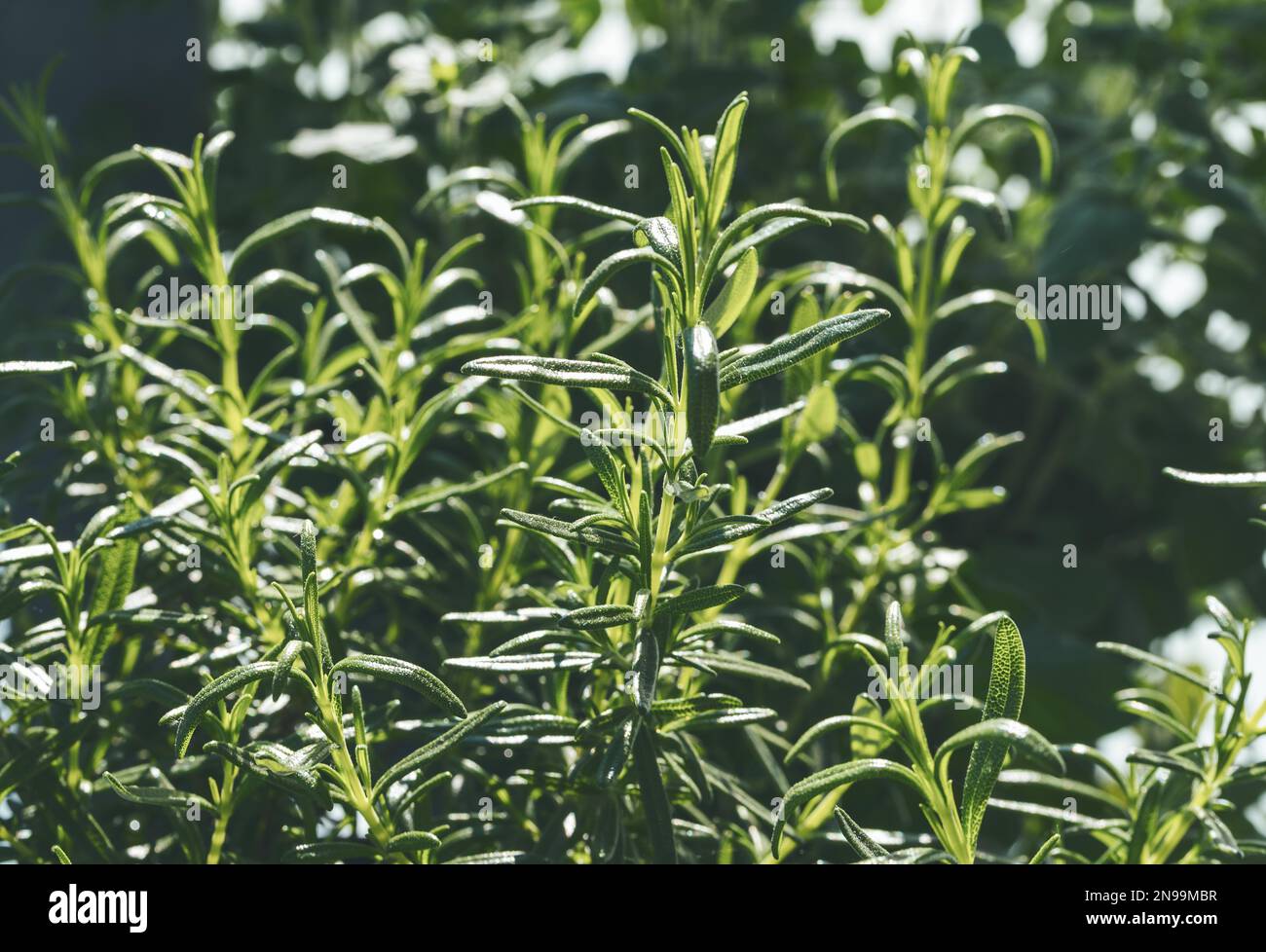 View of the green rosemary plant hi-res stock photography and images ...