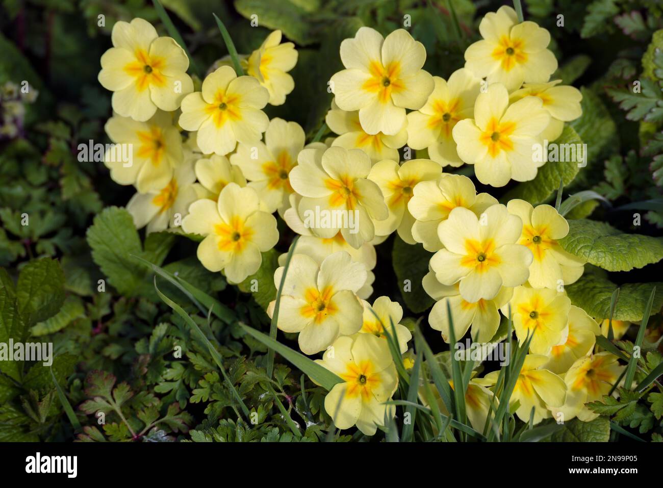 A group of yellow Primroses flowering in the spring sunshine Stock ...