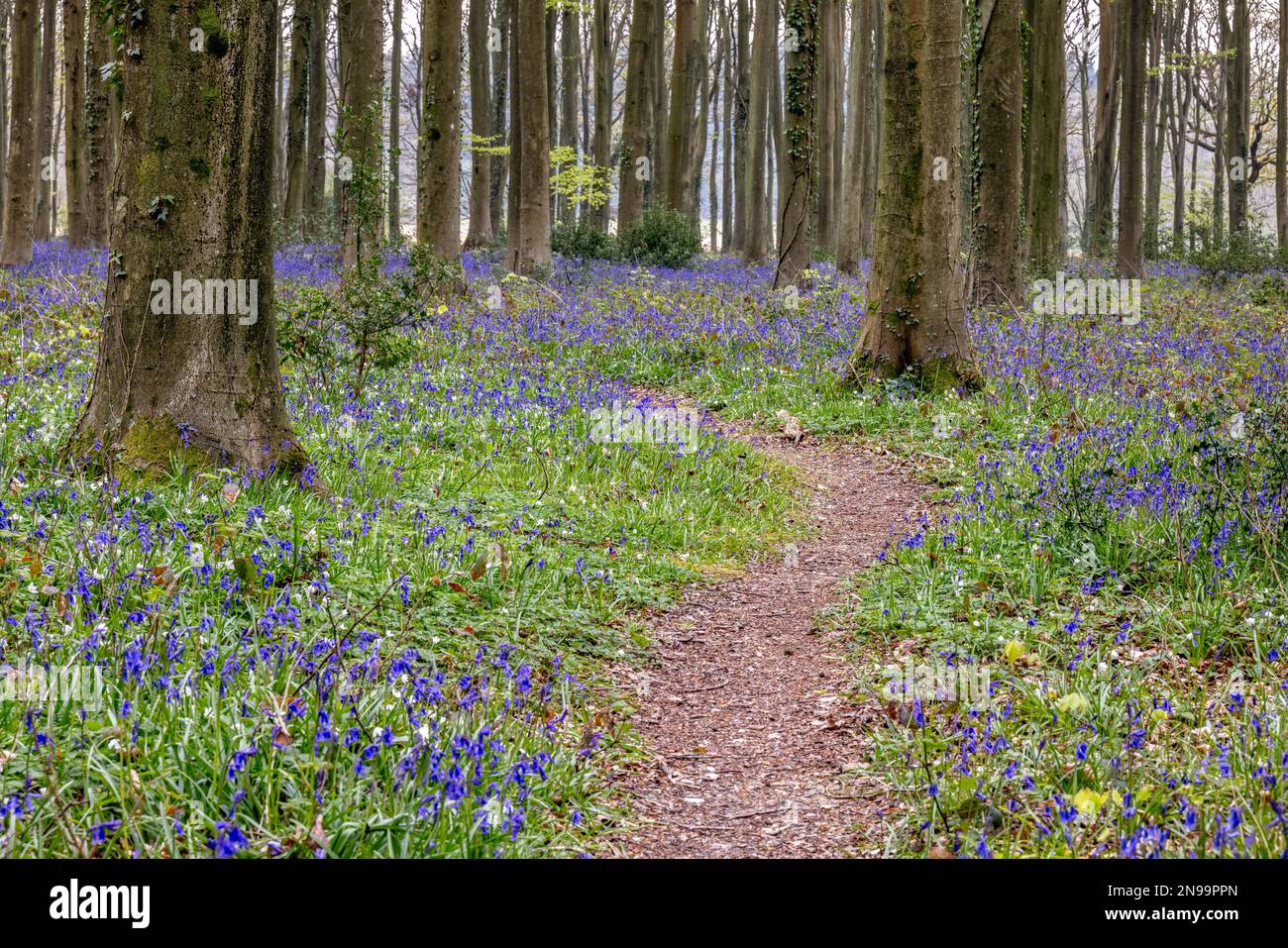 View of the Bluebells emerging in Wepham Wood Stock Photo - Alamy
