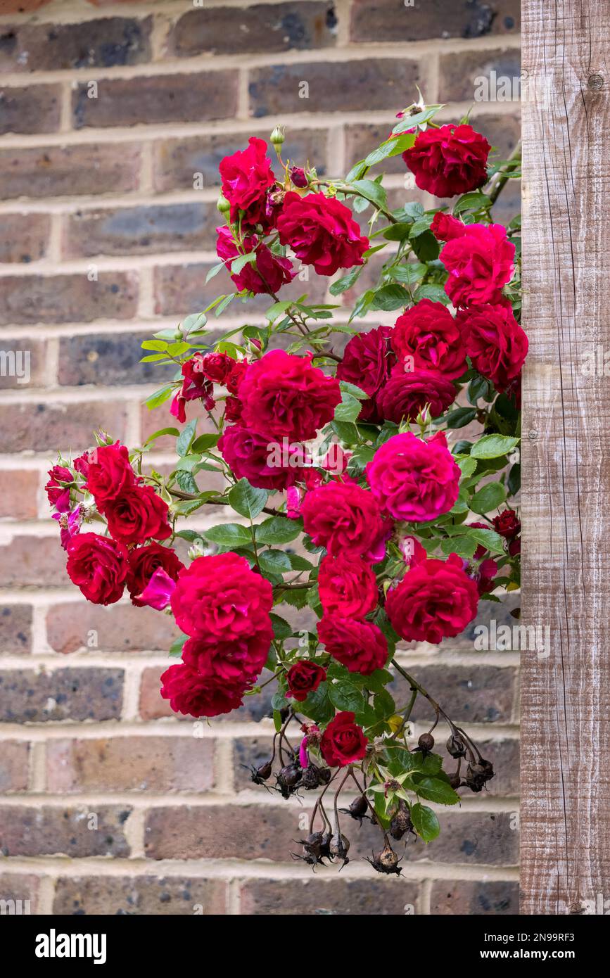 Climbing red rose hi-res stock photography and images - Alamy