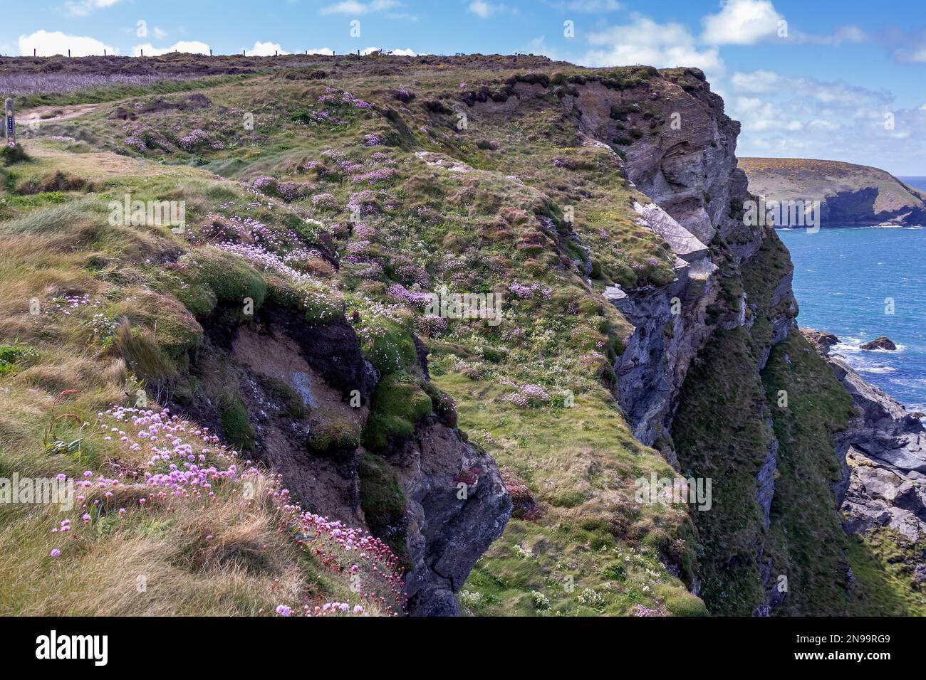 Sea Pinks flowering on the cliffs at Hells Mouth near Hayle in Cornwall ...