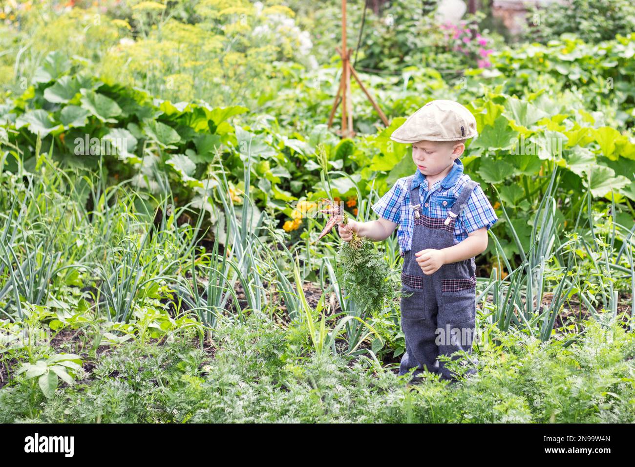 Little farm boy on eco farm is harvesting carrots. A little kid on a ...