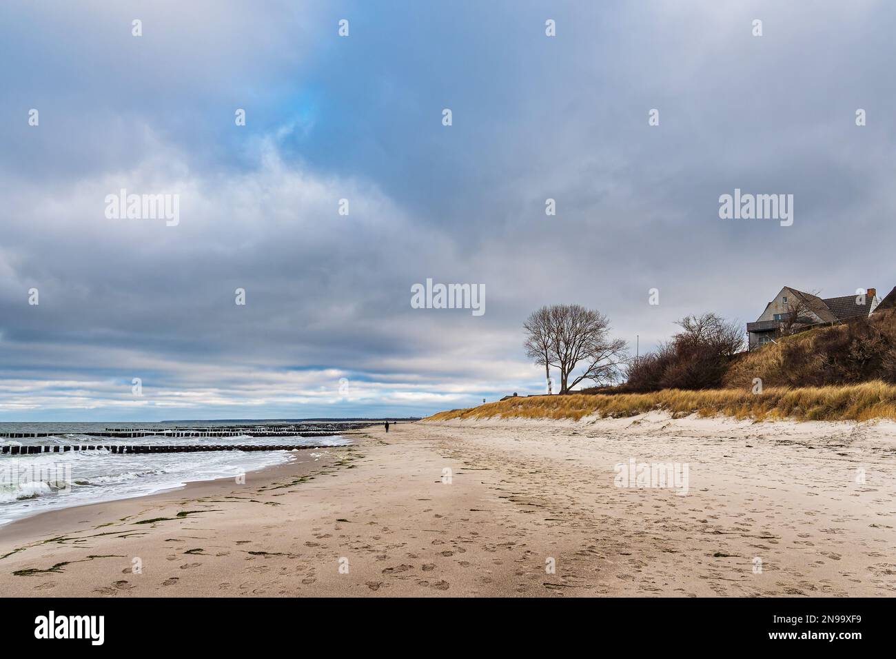 Groynes, tree and dune on shore of the Baltic Sea in Ahrenshoop ...
