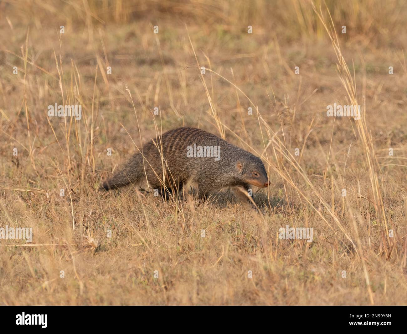 A Banded Mongoose (Mungos mungo) hunting for beetles and millipedes on ...