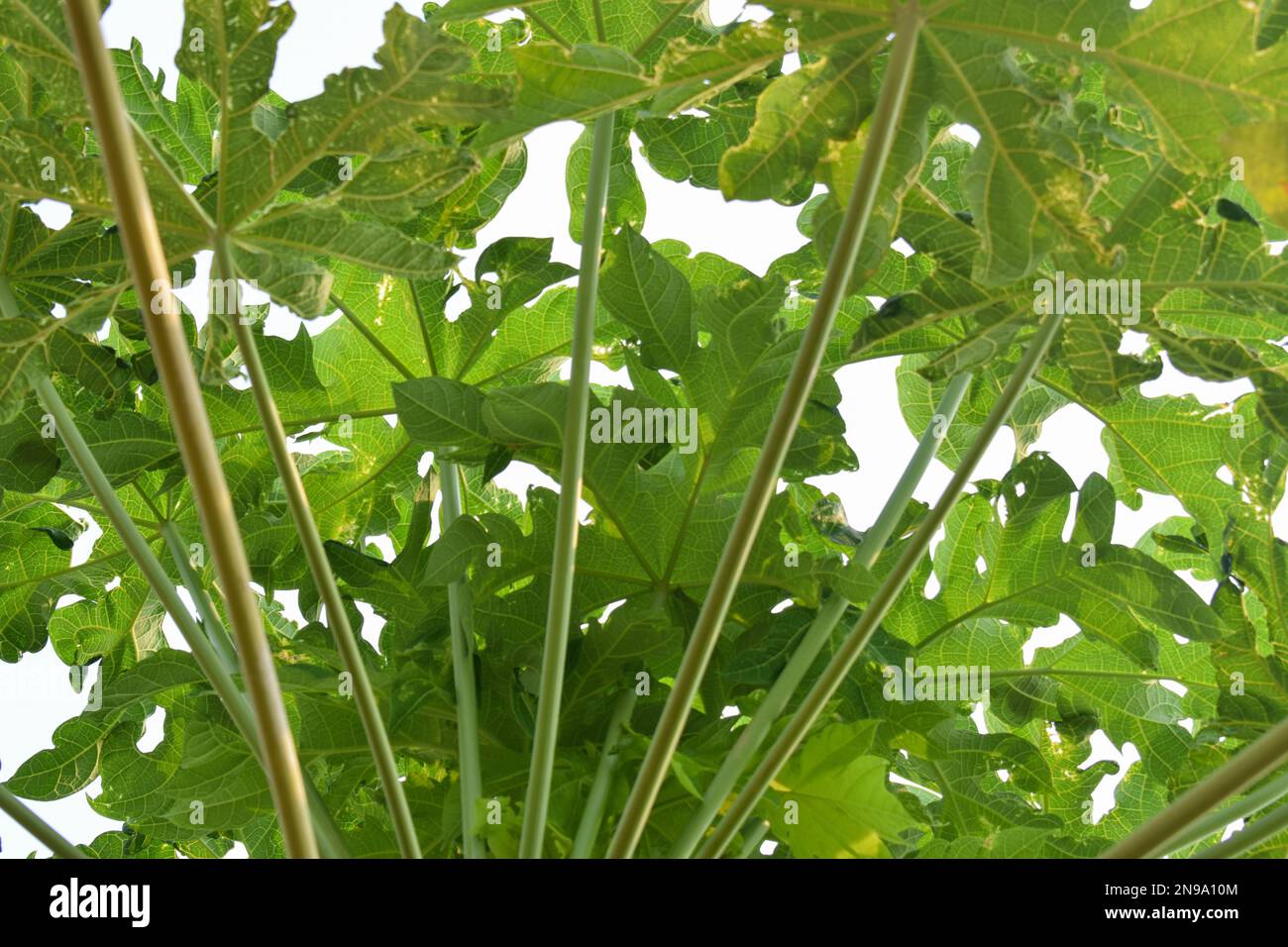 Fresh papaya green leaf texture patterns. with low angle Stock Photo ...